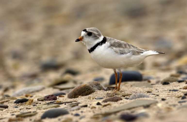 Climate change is making Great Lakes water birds sick, research shows